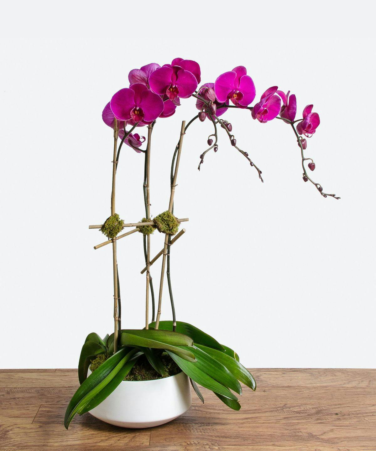 Pink Triple Stem Orchid Plant | QG Floral Manhattan