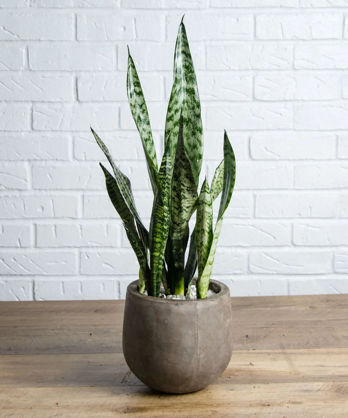 Snake Plant | Manhattan Plant Delivery